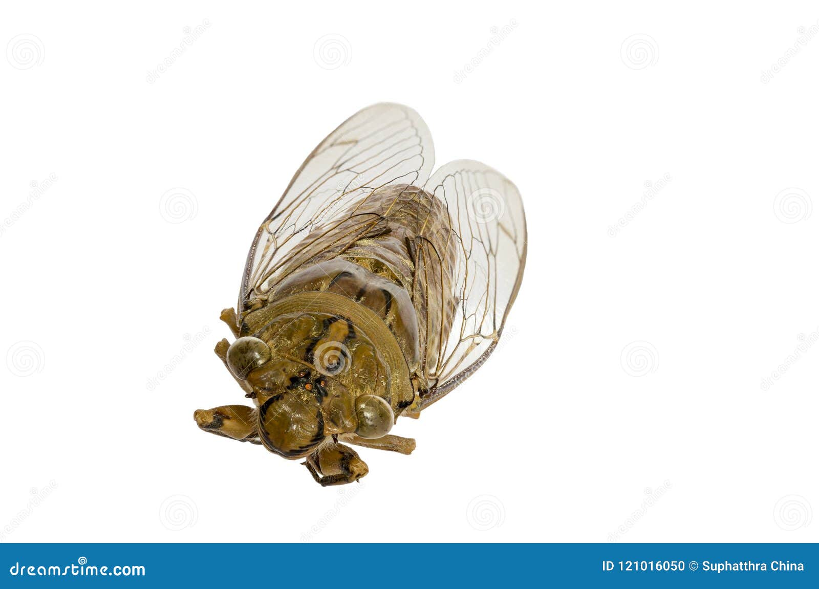 Cicada insect isolated stock photo. Image of cicadidae - 121016050