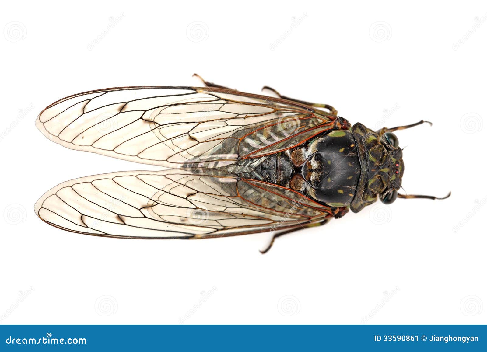 Cicada Insect Stick On Tree. Macro Cicadas Molting. Insect Molting ...