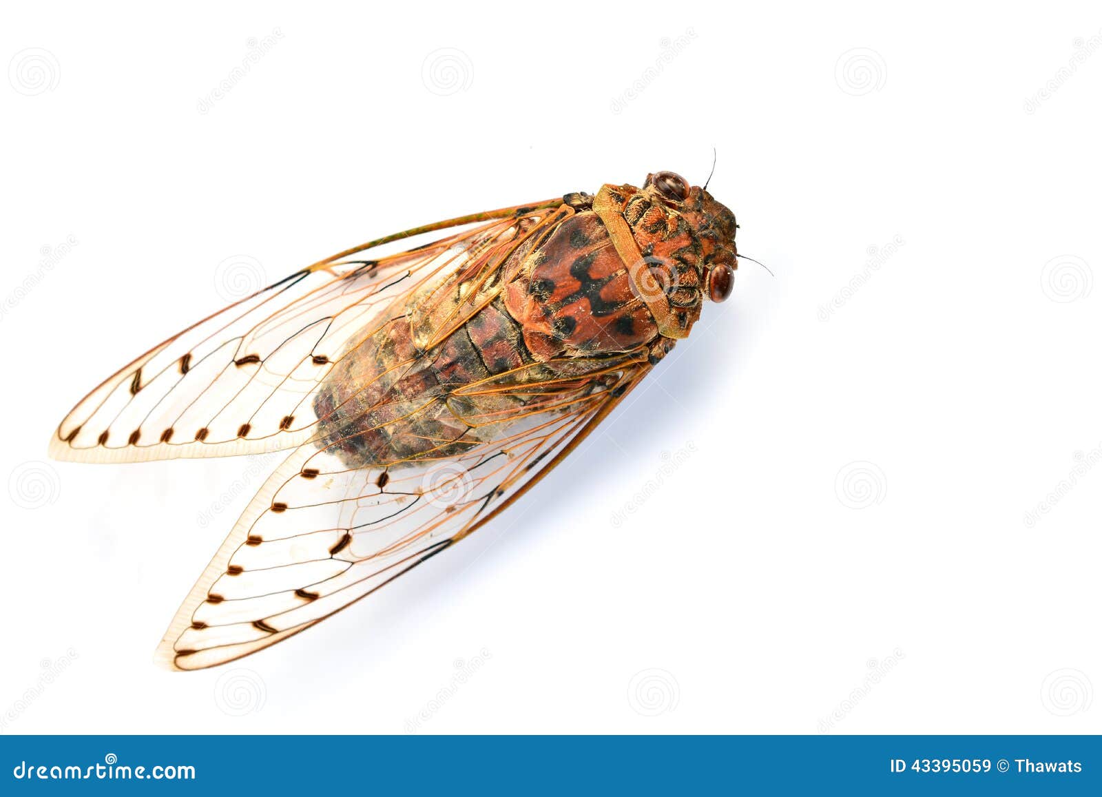 Cicada Stock Photo - Image: 43395059