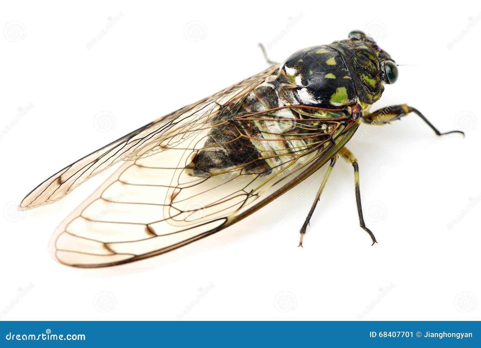 Cicada Insect Stick On Tree. Macro Cicadas Molting. Insect Molting ...