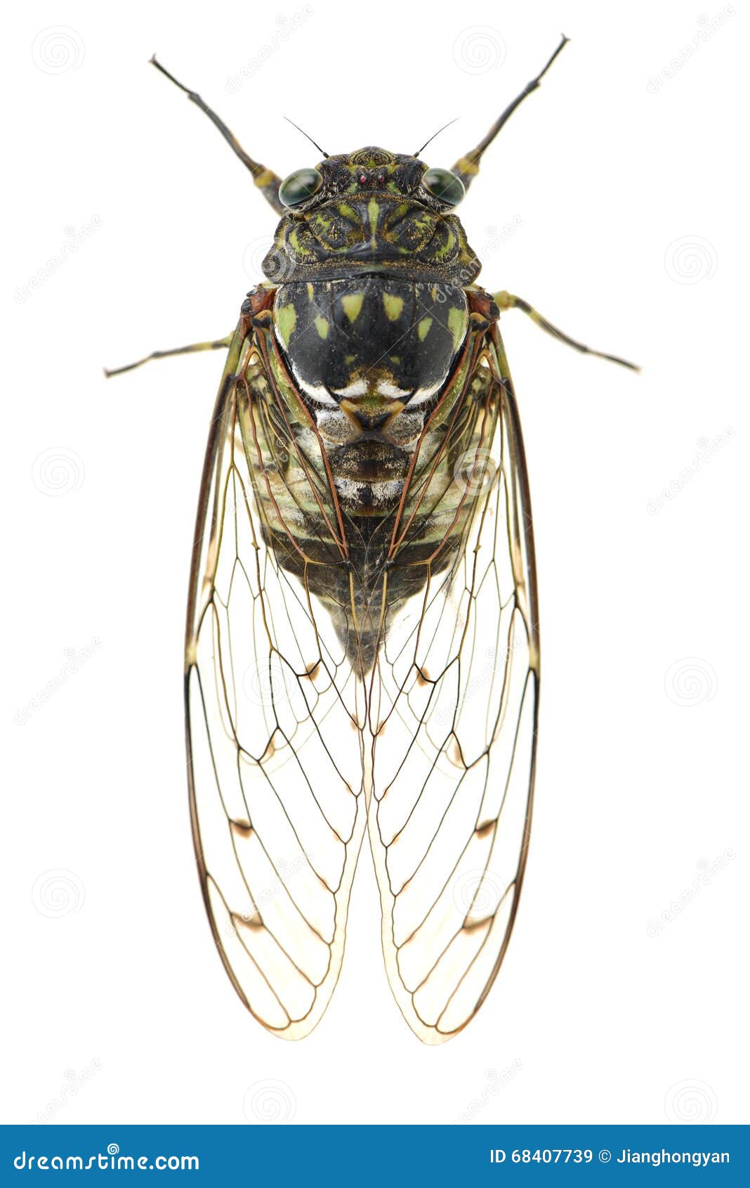Cicada insect stock image. Image of isolated, background - 68407739