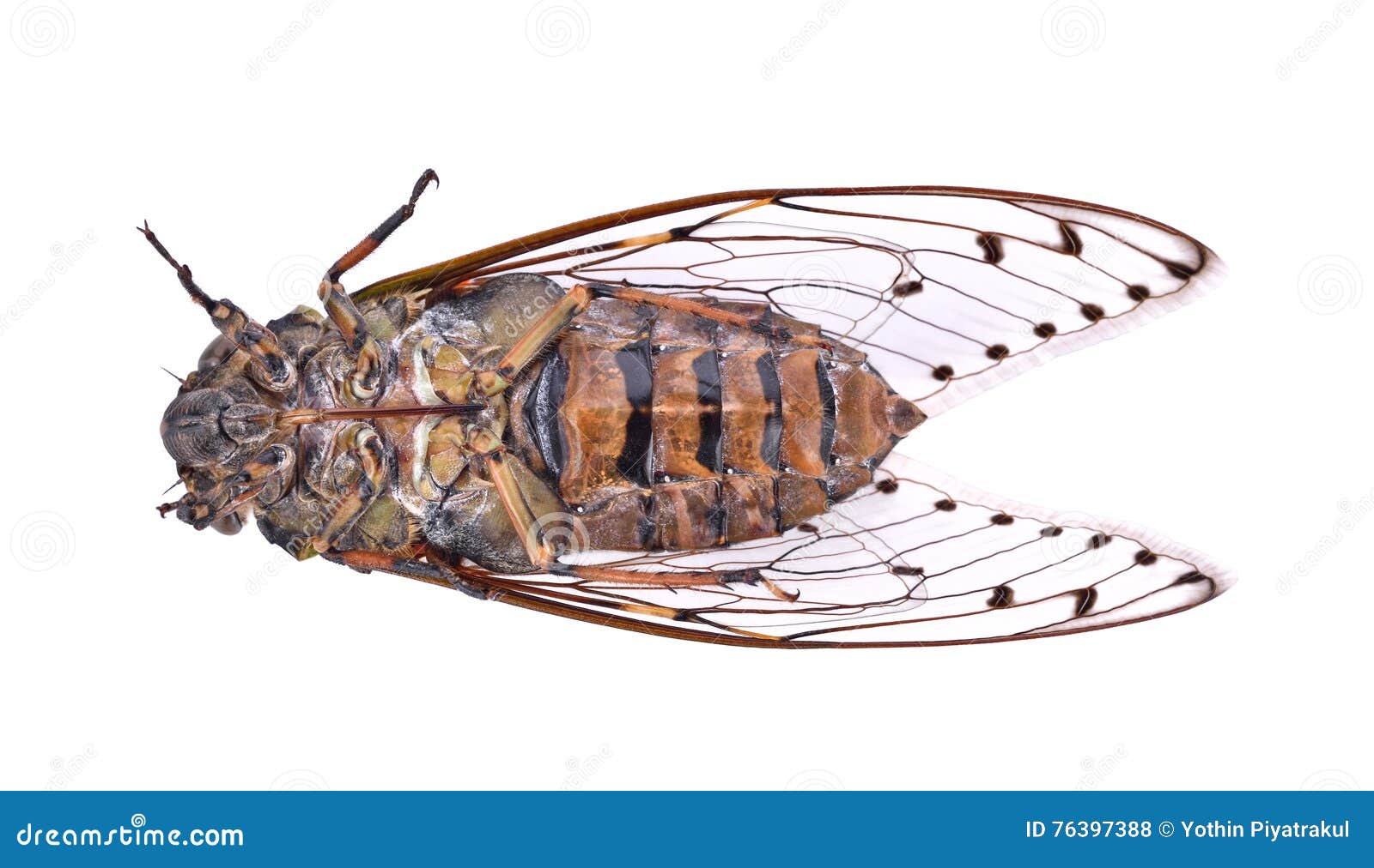 Cicada Insect Isolated on White Background. Stock Photo - Image of ...