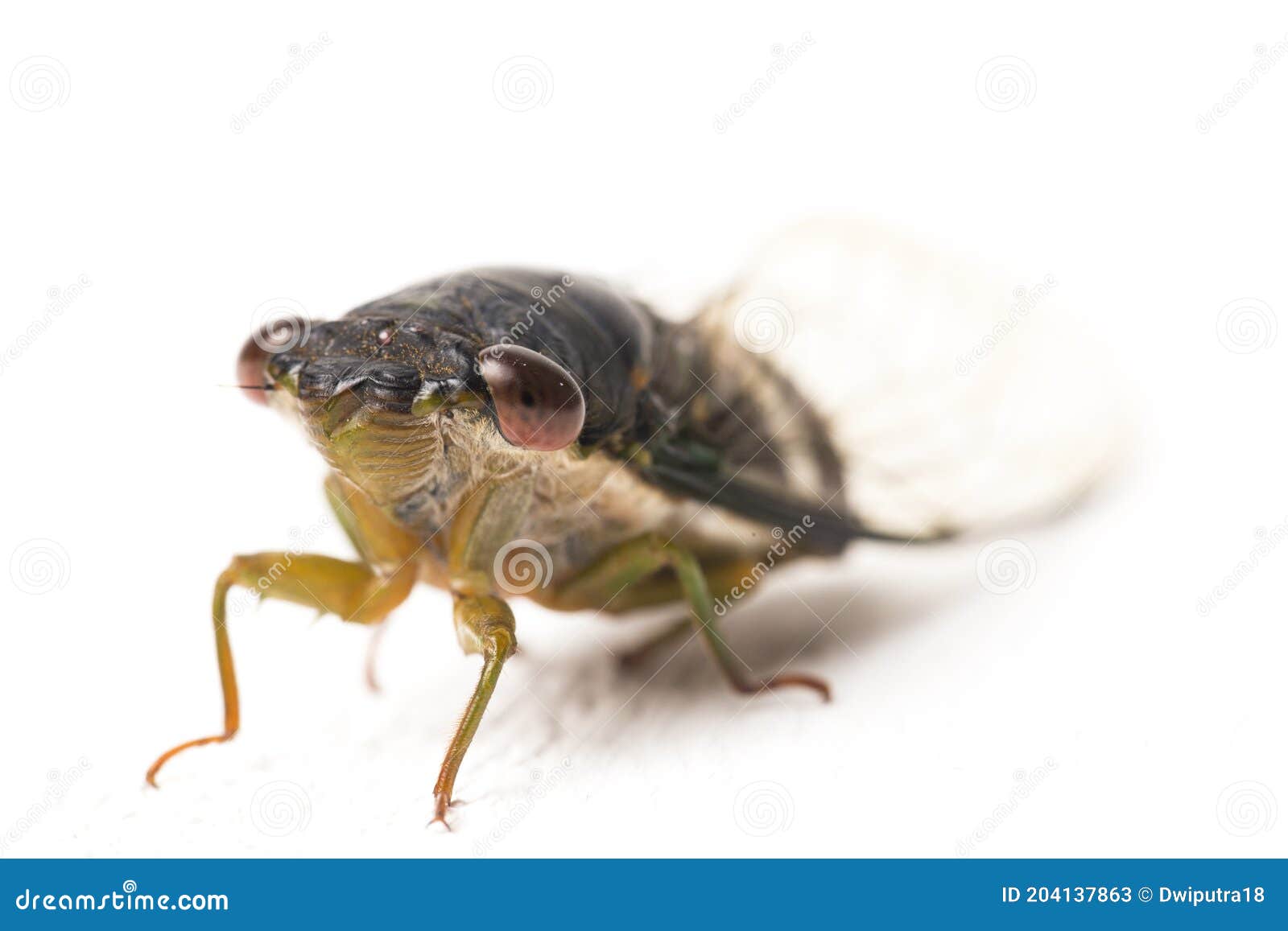 Insect Cicadidae Family Of Cicadas. Cicadoidea Insect. Eukaryota ...