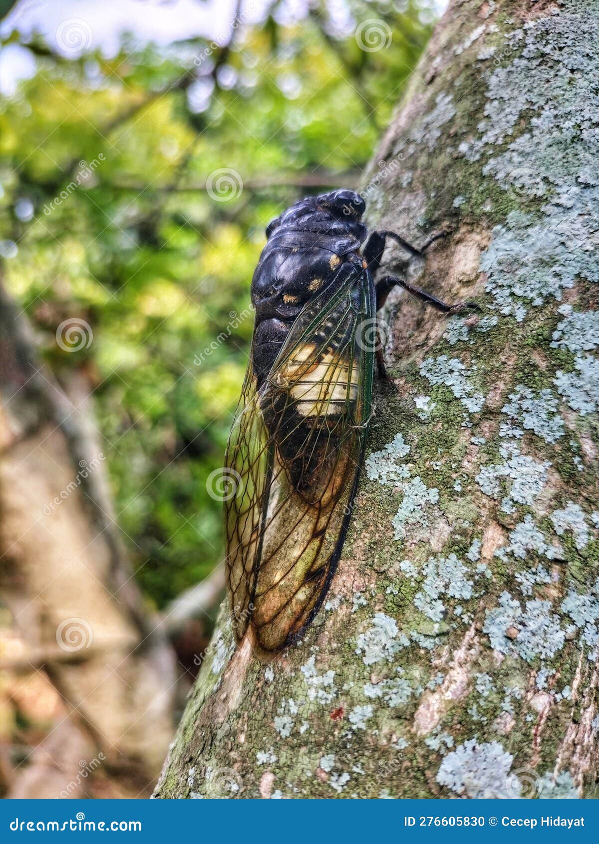 Cicada Insect, Cicada Macro, Cicada Perched on a Branch in Its Natural ...