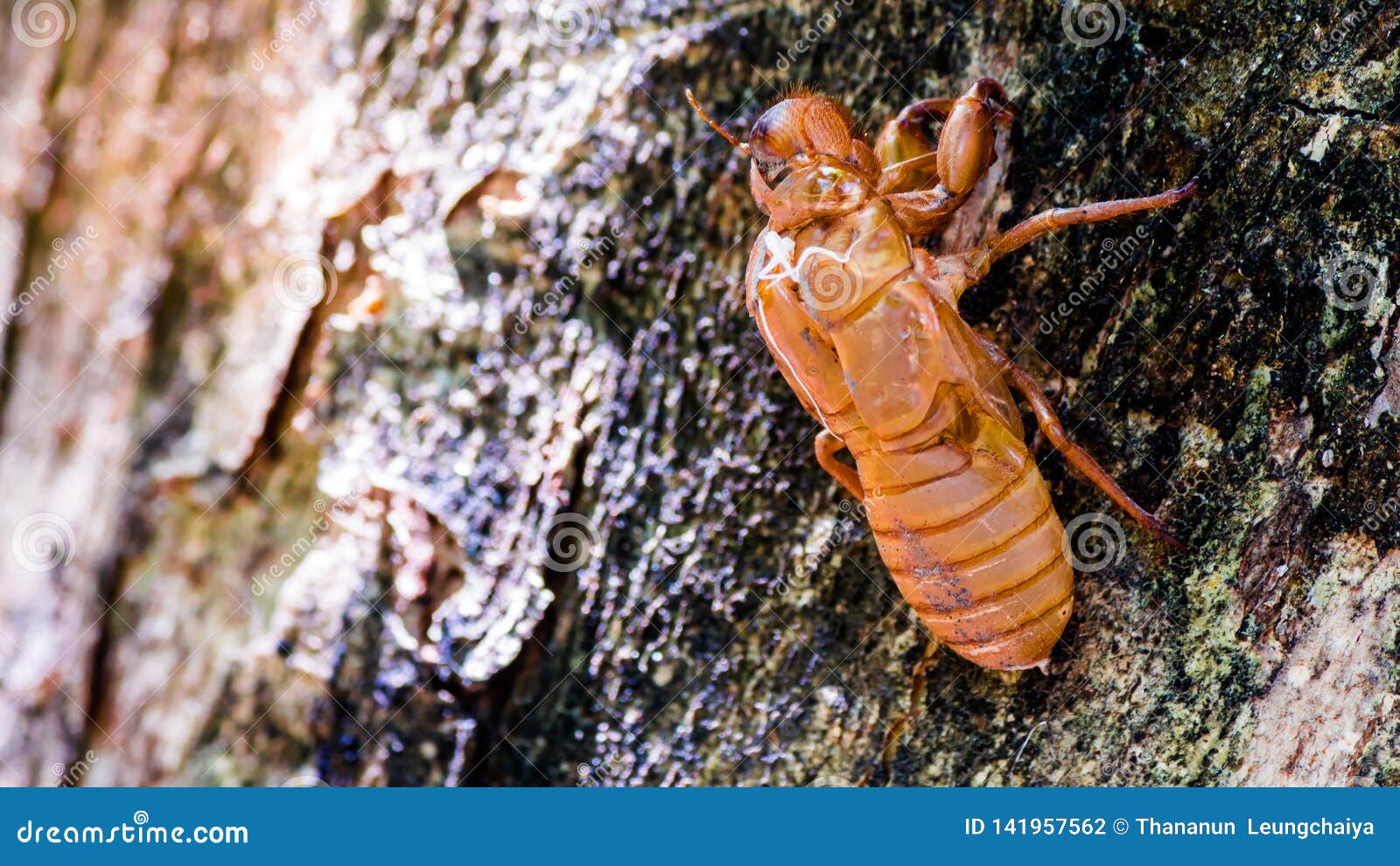 Cicada Insect Molting on Tree in Nature Stock Photo - Image of animal ...