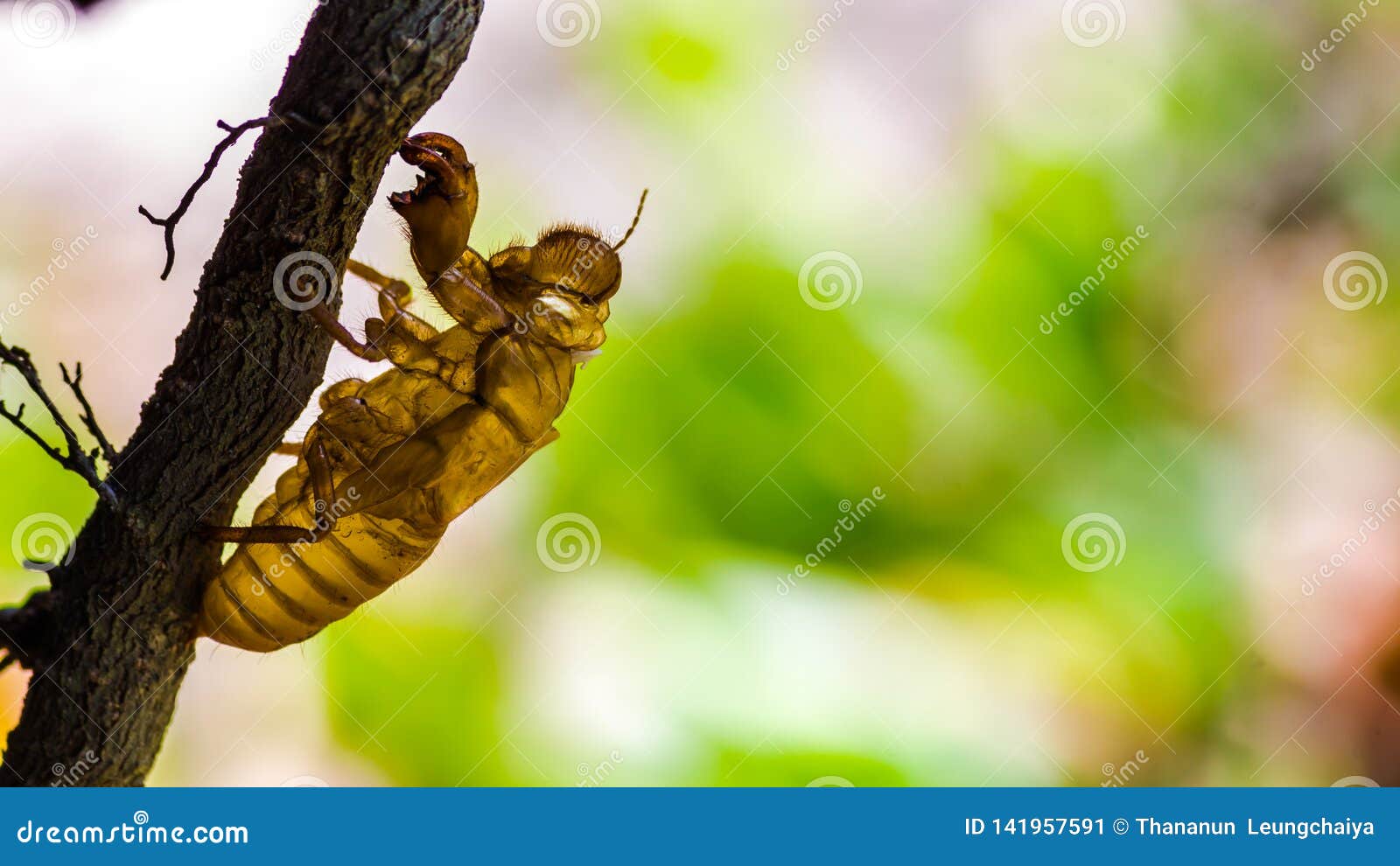 Cicada Insect Molting on Tree in Nature Stock Image - Image of science ...