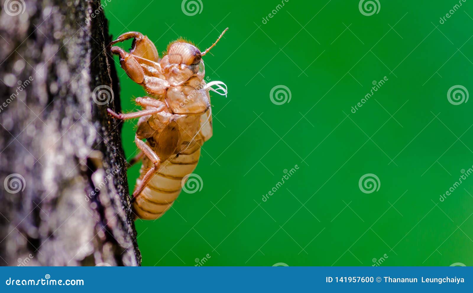 Insect Molting, Cicada Molt On Tree Royalty-Free Stock Photo ...