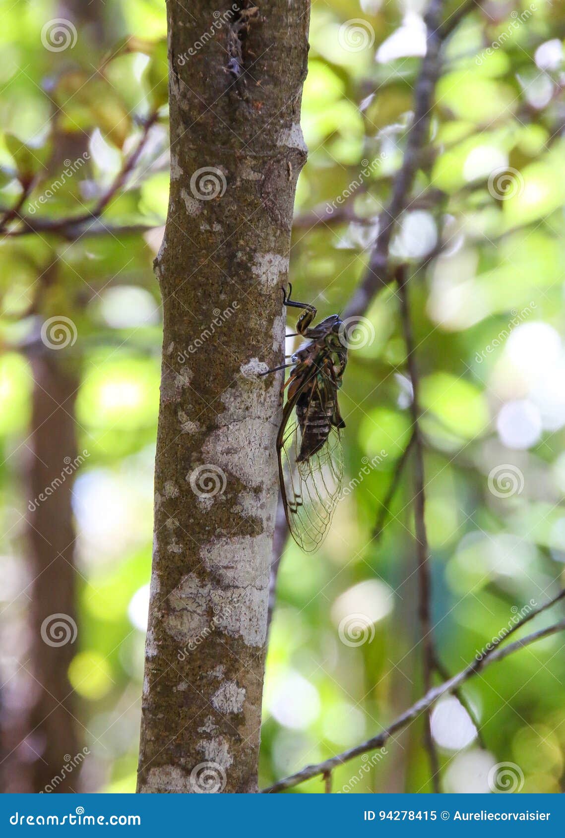 Cicada insect stock image. Image of wildlife, newzealand - 94278415