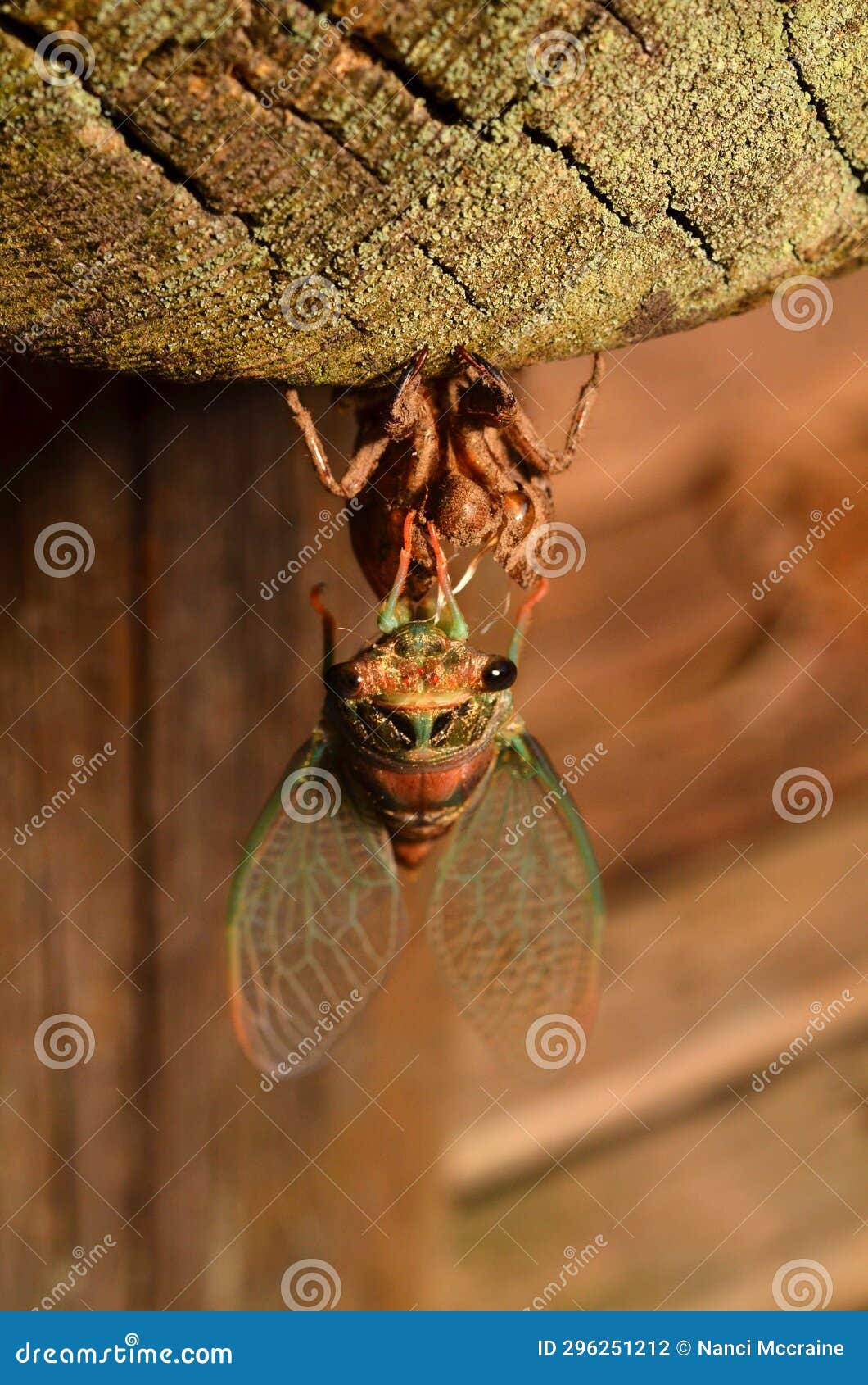 Cicada Insect Larvae Newly Hatched Closeup Stock Photo - Image of ...