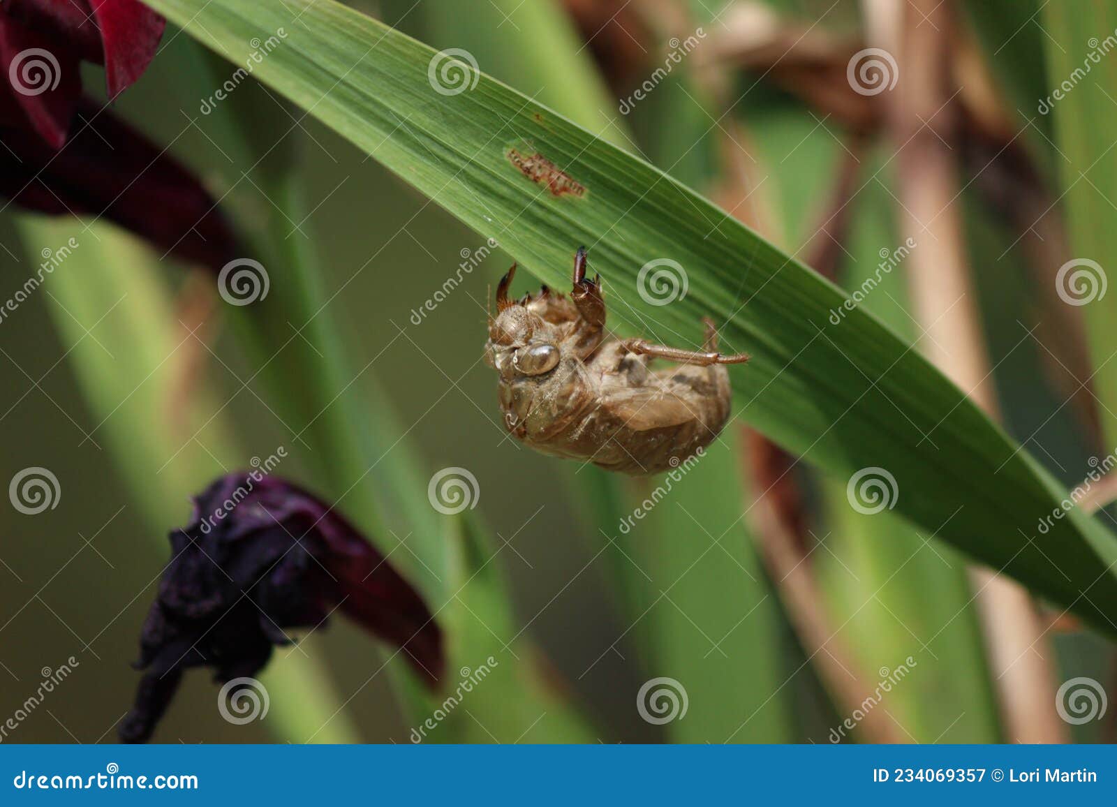 Cicada Insect Shell in Garden after Shedding Stock Image - Image of ...