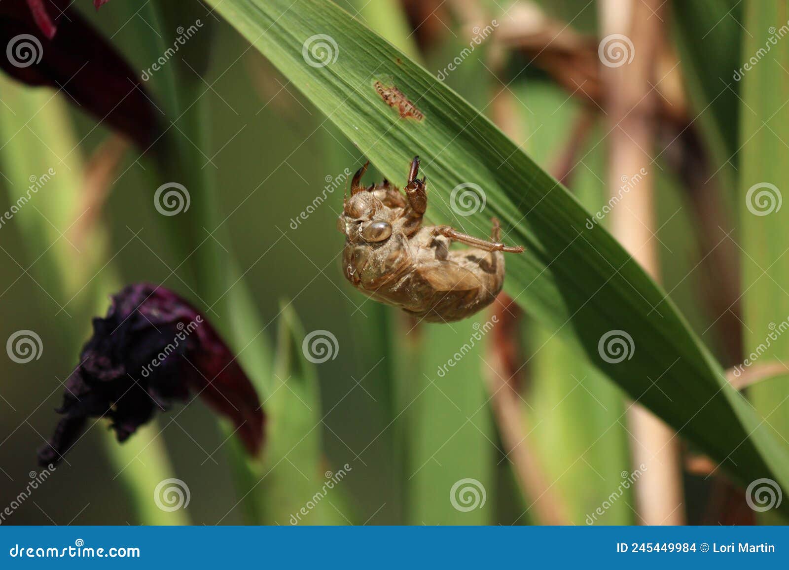 Cicada Insect Shell in Garden after Shedding Stock Photo - Image of ...