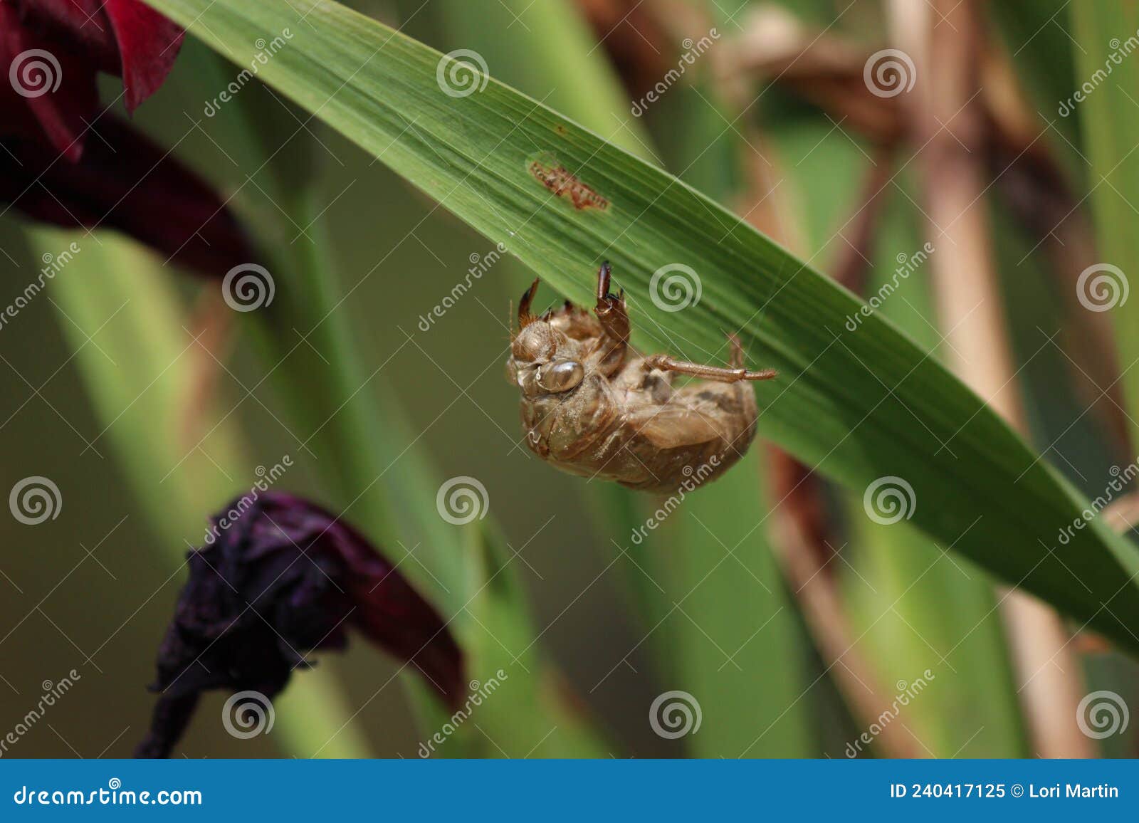 Cicada Insect Shell in Garden after Shedding Stock Image - Image of ...