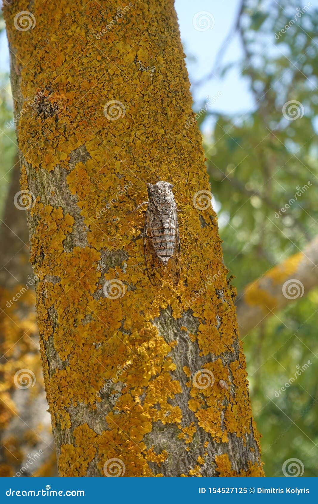 Cicada Insect on Tree Trunk Stock Image - Image of cicada, summertime ...