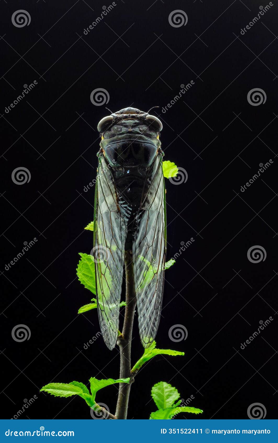 Cicada Insect Bug With Wings On Screen Door Royalty-Free Stock Photo ...