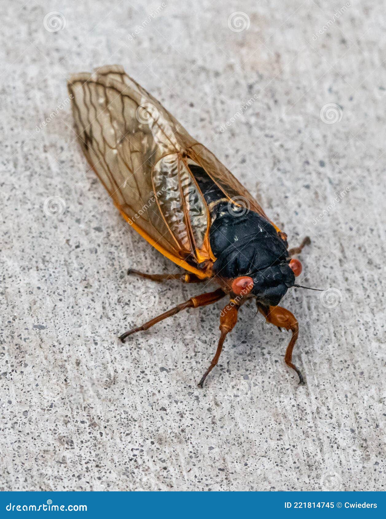 Cicada Isolated on Light Background Stock Image - Image of ...