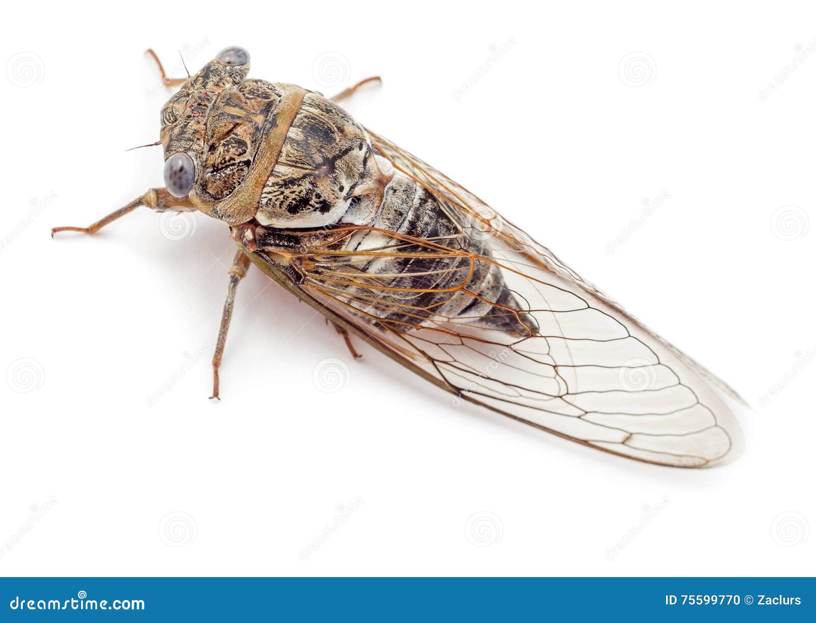Cicada Stock Image | CartoonDealer.com #41925937