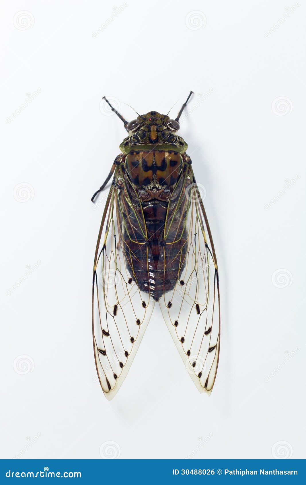 Cicada Royalty Free Stock Image - Image: 30488026