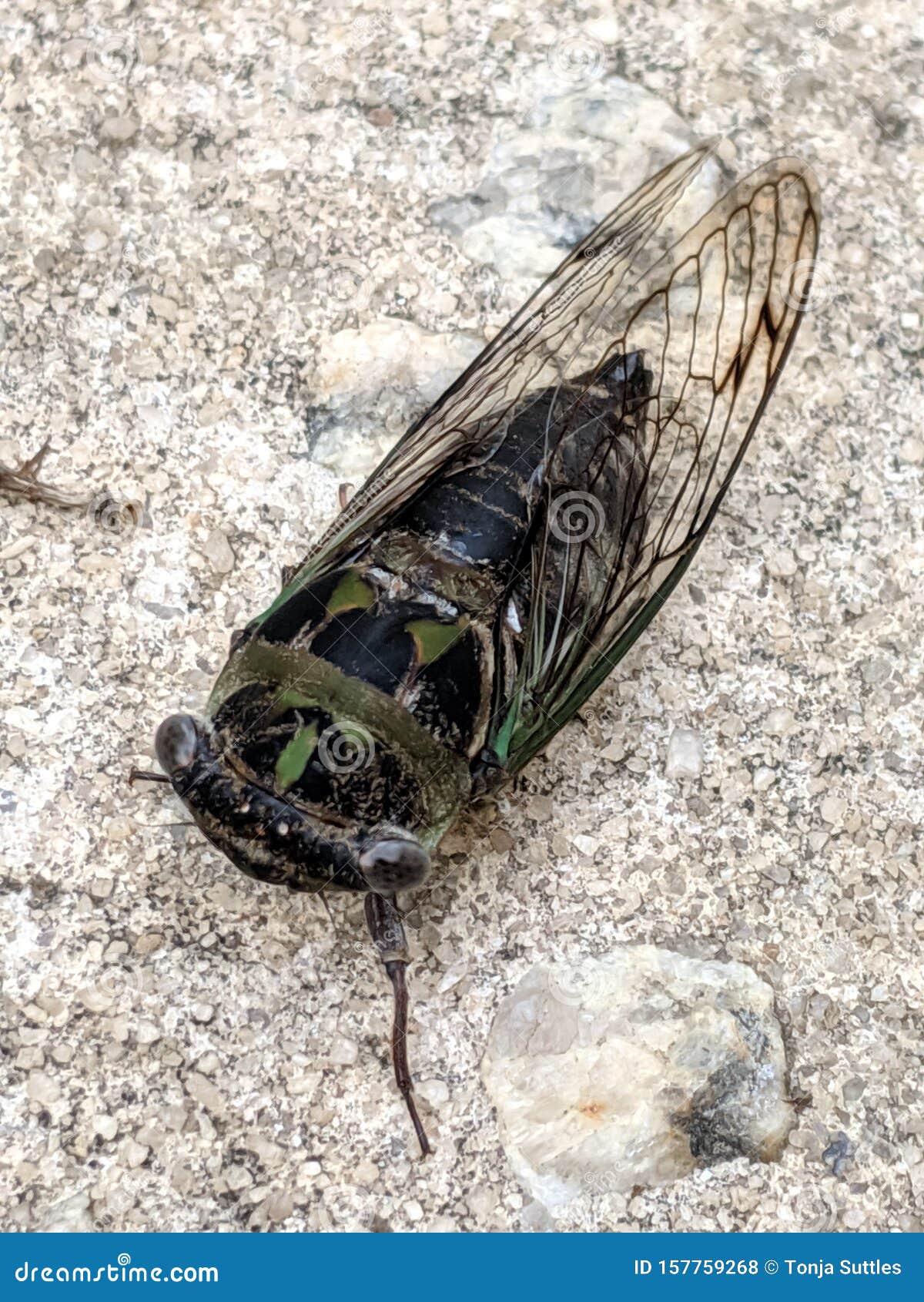 Cicada - katydid stock photo. Image of insect, katydids - 157759268