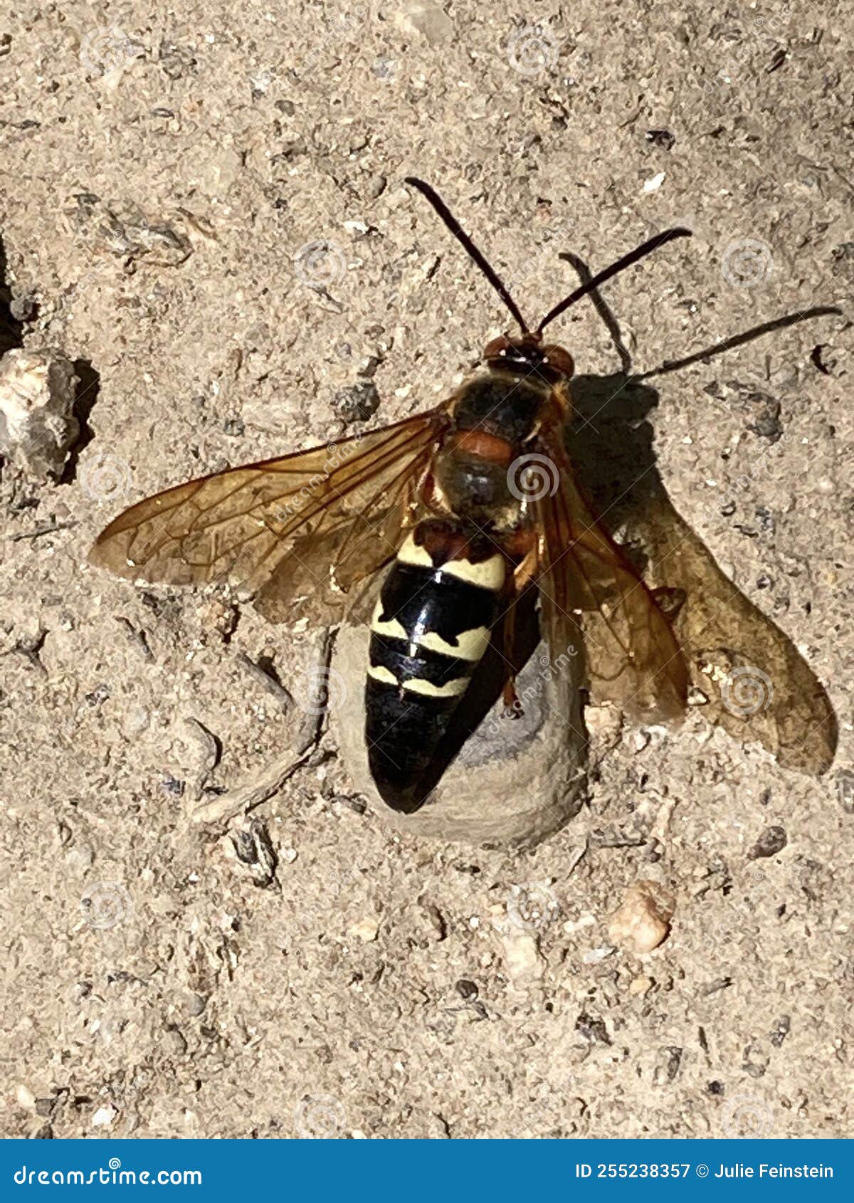 Cicada Killer Stock Image Image Of Wasps Sphecius 255238357