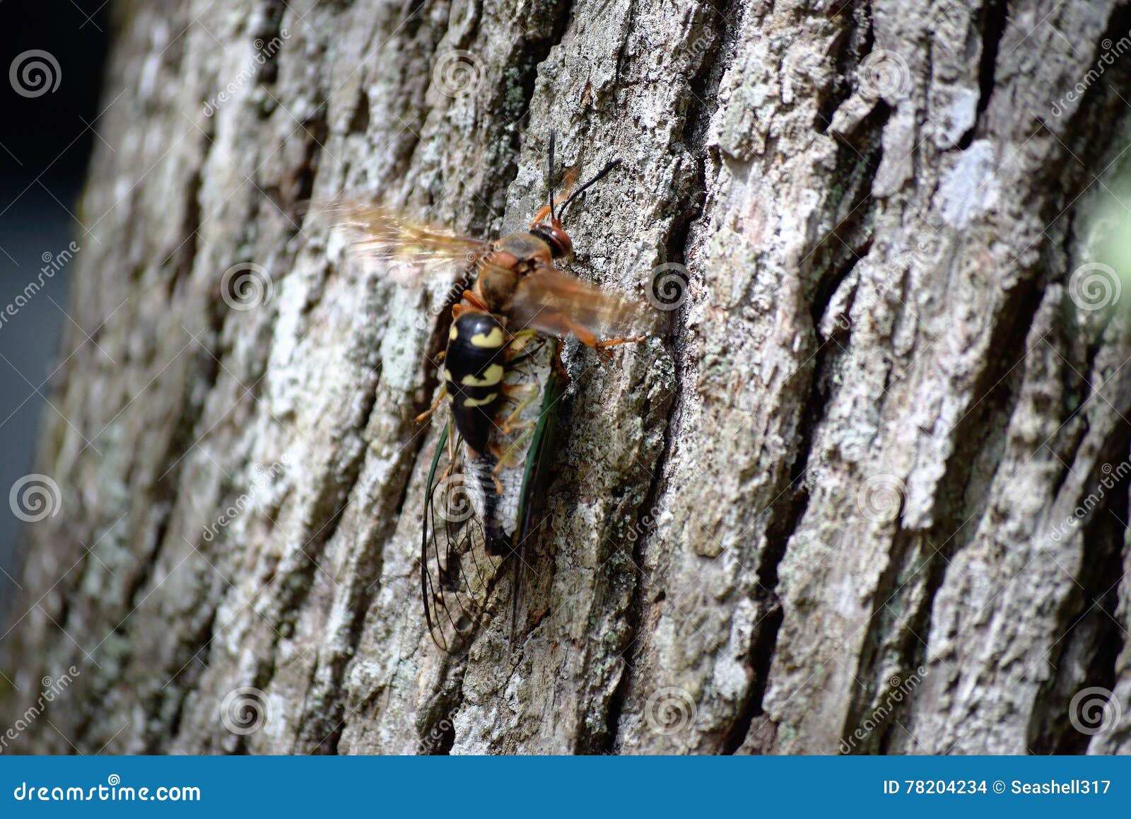 Cow Killer Wasp (Red Velvet Ant) Royalty-Free Stock Photography ...