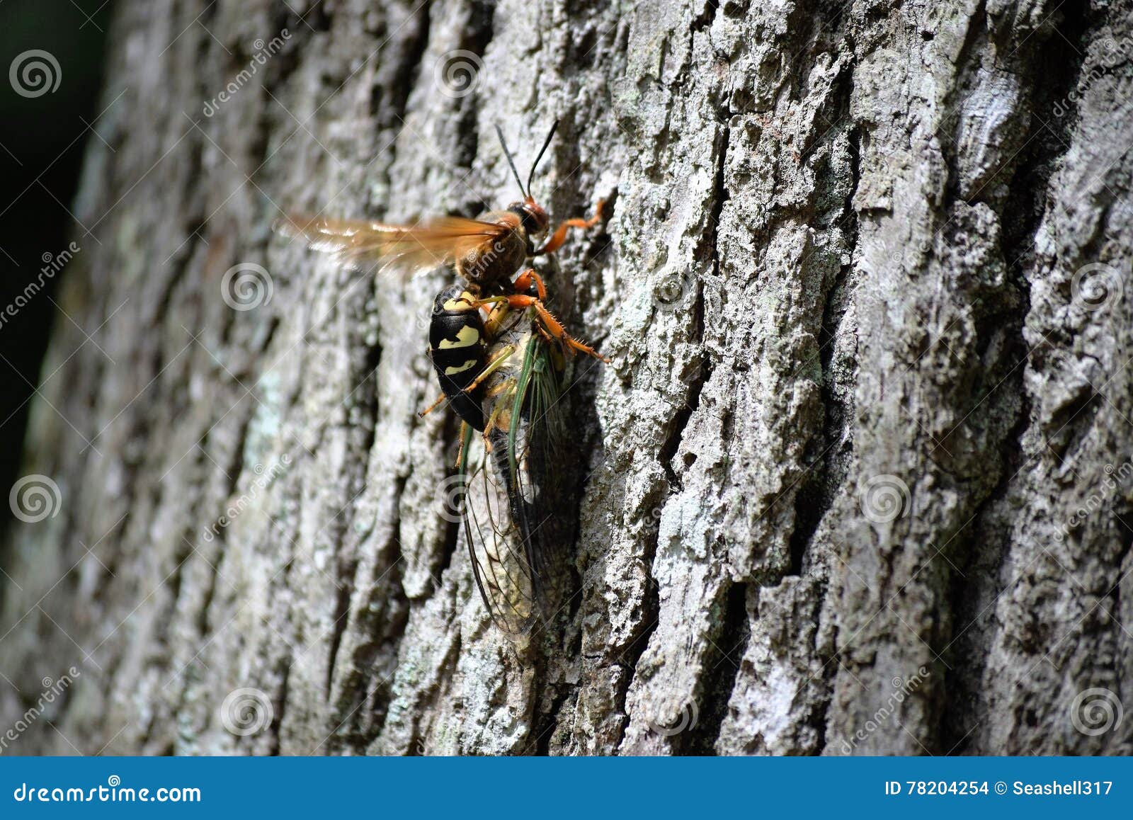 Cow Killer Wasp (Red Velvet Ant) Royalty-Free Stock Photography ...