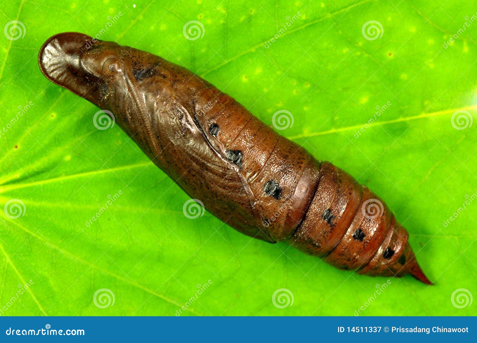 Cicada larva stock image. Image of creature, insect, biological - 14511337