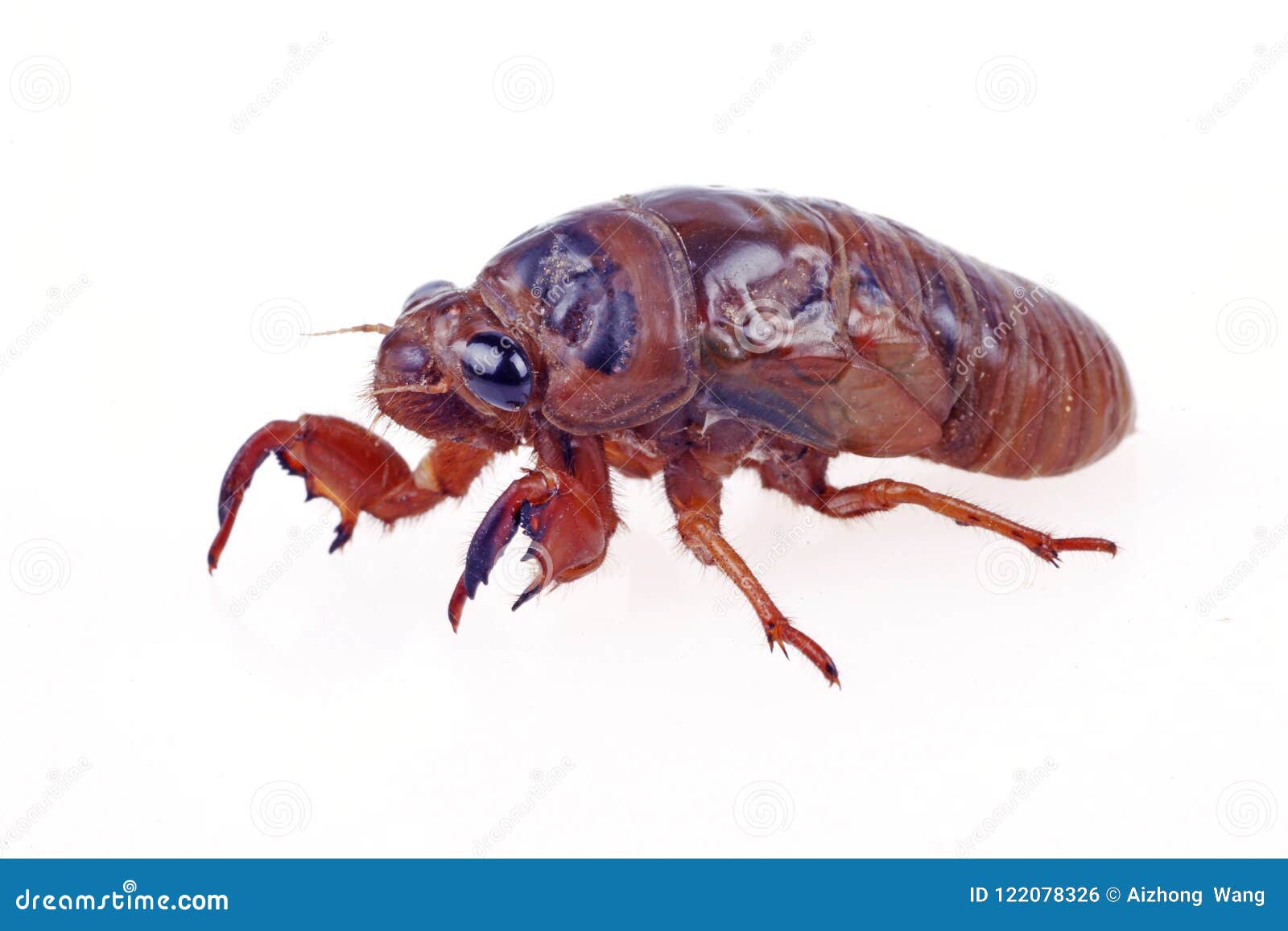 Cicada larva stock photo. Image of animal, macro, metamorphosis - 122078326