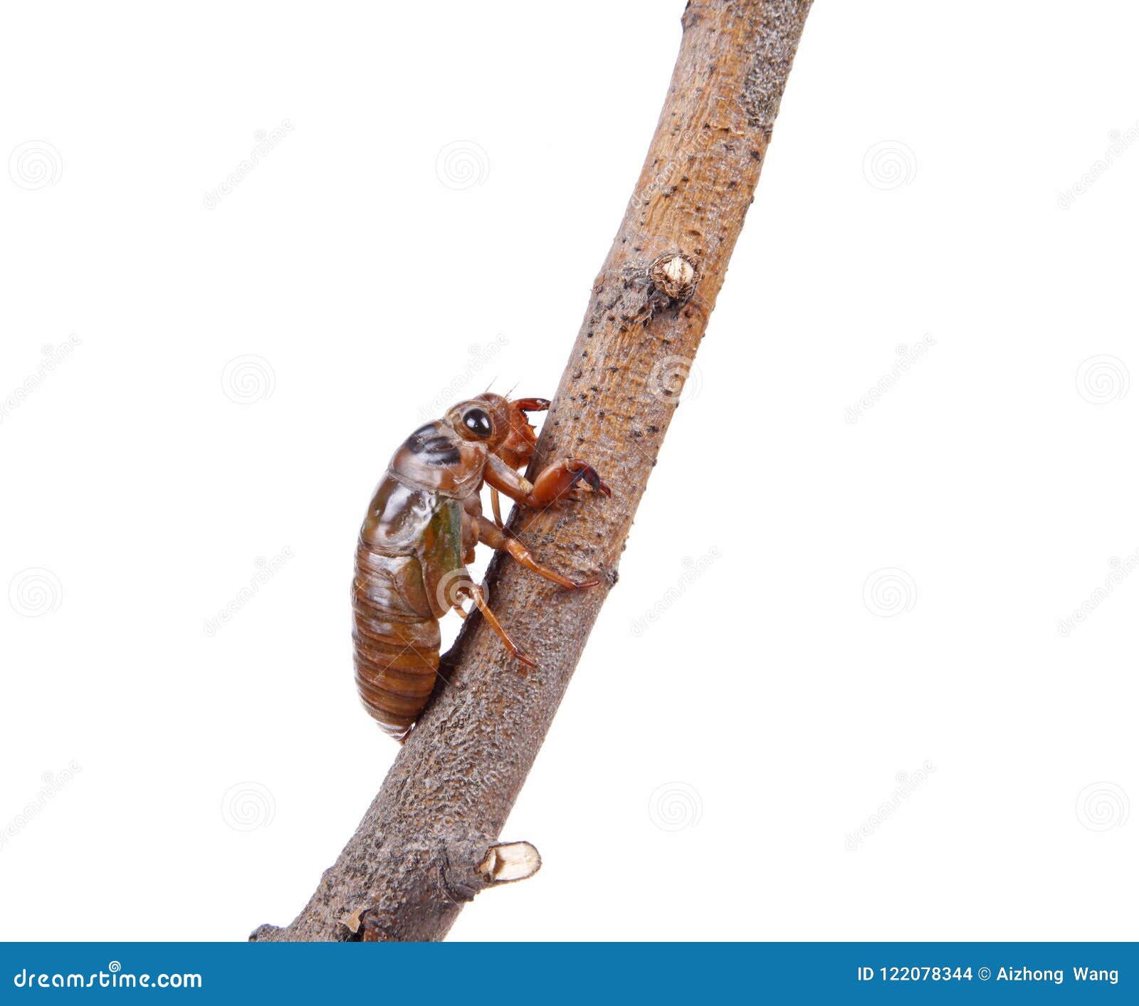 Cicada larva stock photo. Image of cicada, isolated - 122078344