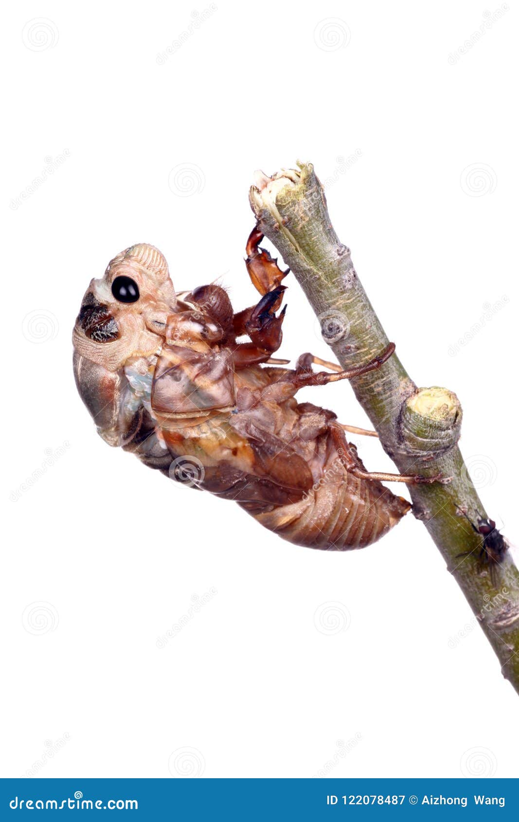 Cicada larva stock image. Image of cicada, environment - 122078487