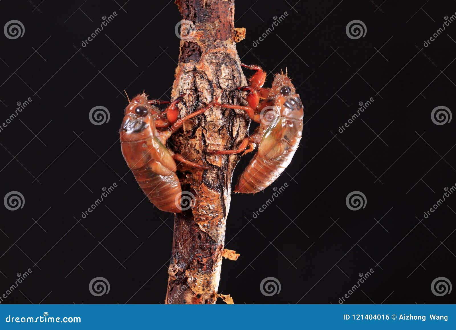 Cicada larva stock photo. Image of insect, forest, cicada - 121404016