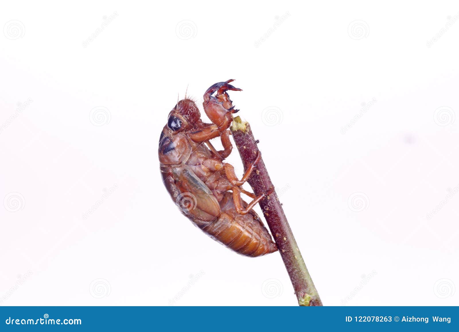 Cicada larva stock image. Image of insect, environment - 122078263