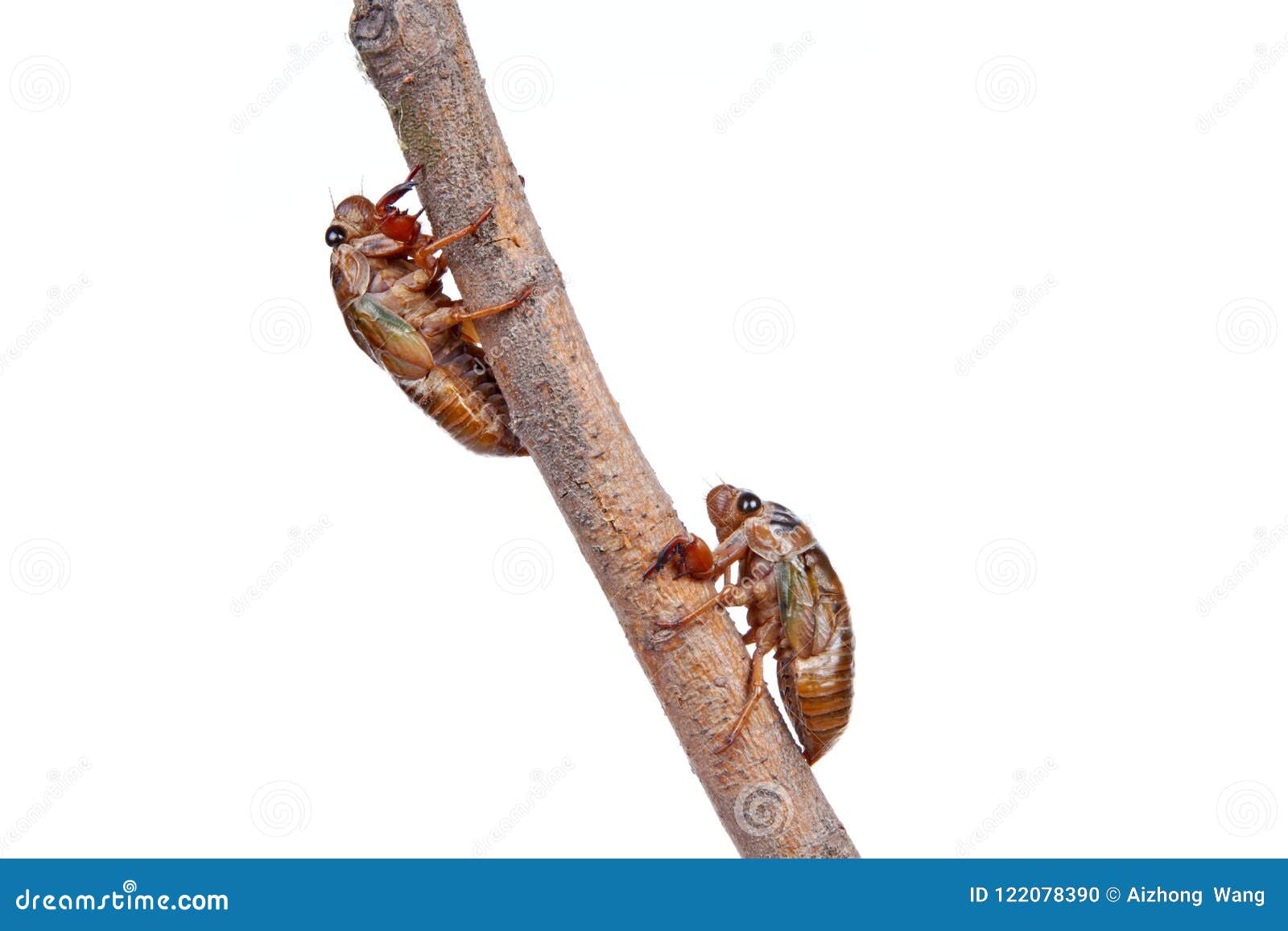 Cicada larva stock photo. Image of cicadas, cicadidae - 122078390
