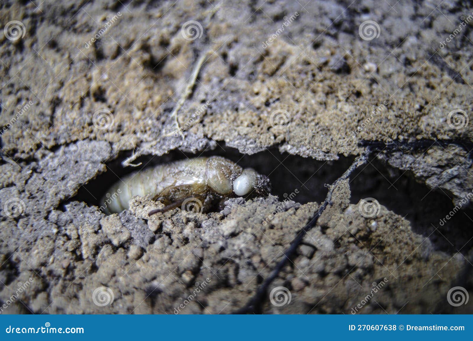 Ant Larvae In Underground Chamber Stock Photo | CartoonDealer.com ...