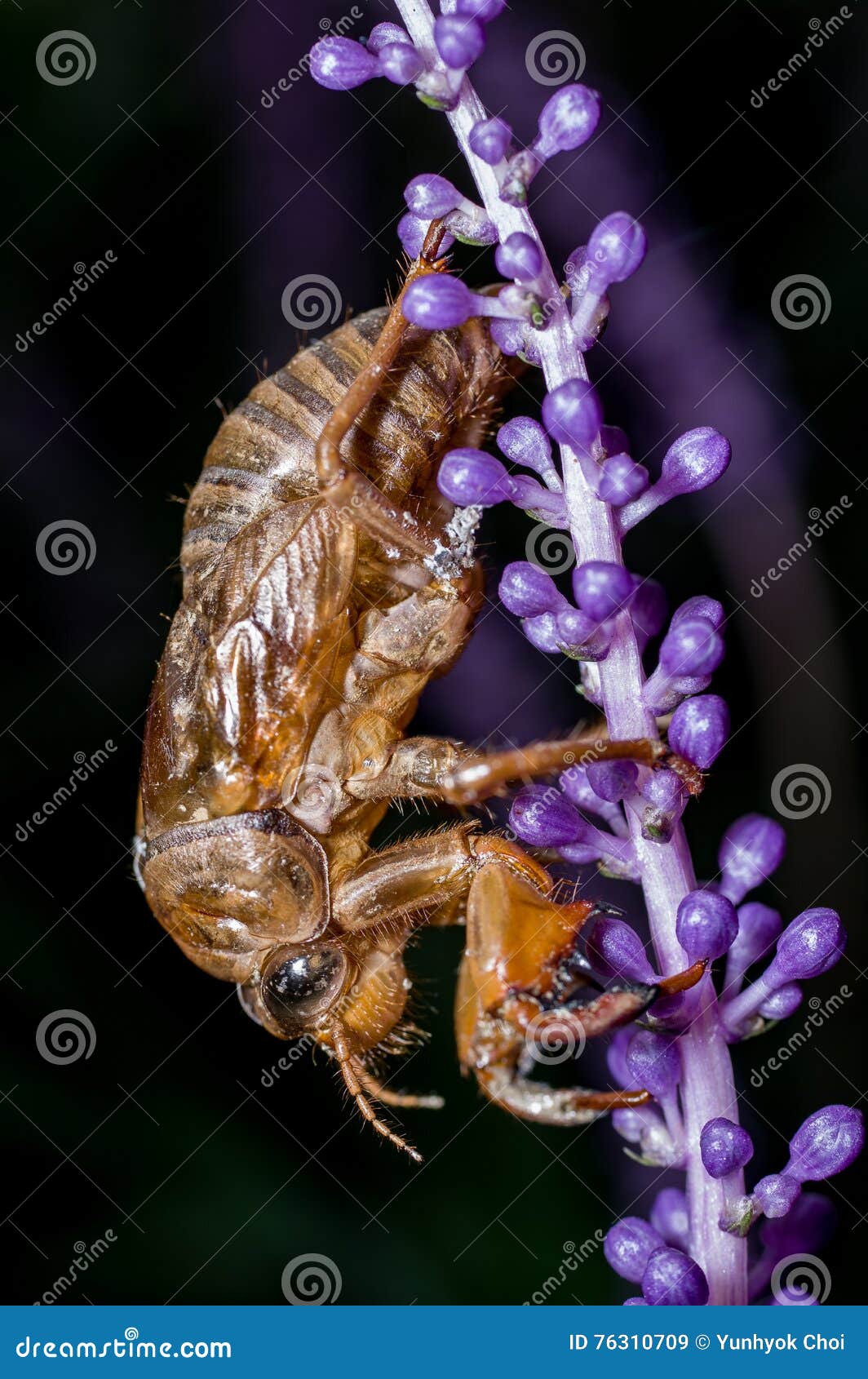 Cicada larvae shell stock image. Image of lilyturf, macro - 76310709