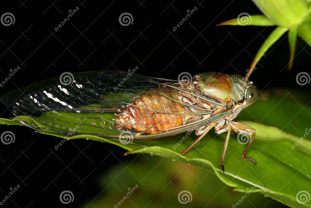 Cicada on a leaf stock photo. Image of homoptera, sucking - 1109990
