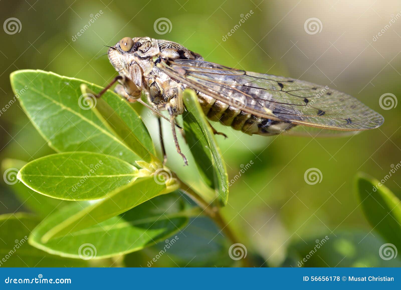 Cicada on leaf stock photo. Image of insect, wing, cicale - 56656178