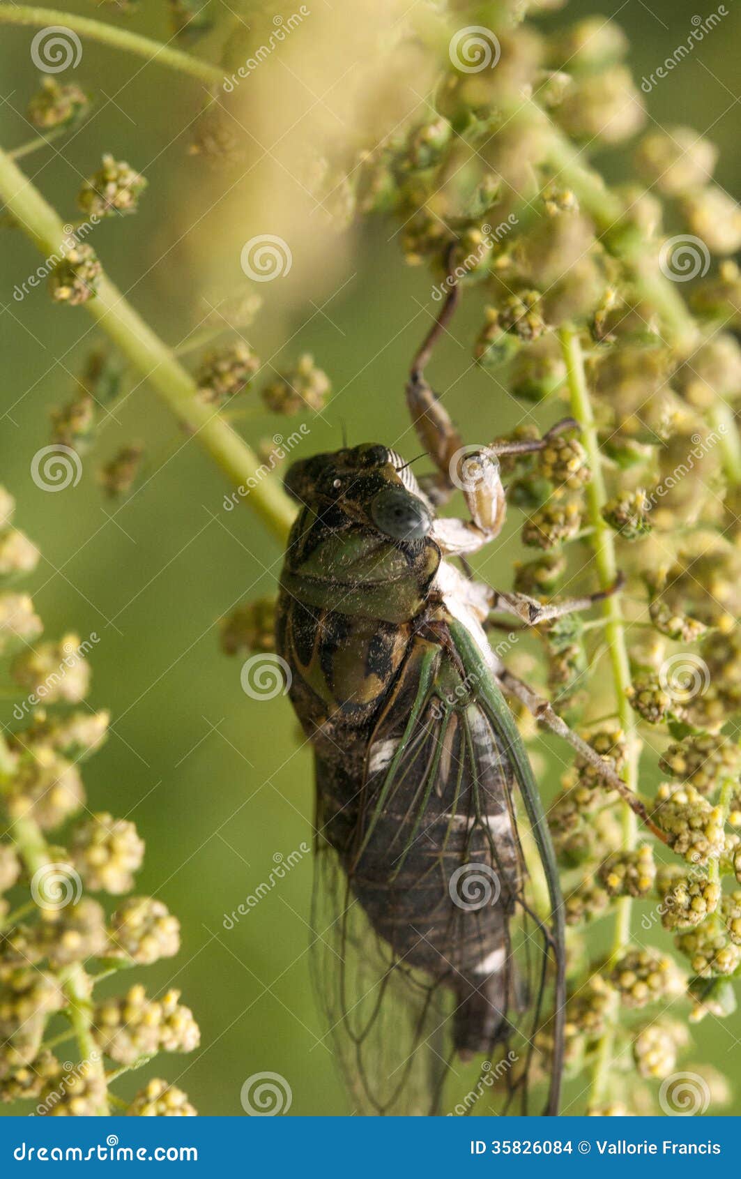 Cicada stock photo. Image of cicada, insect, macro, cicale - 35826084