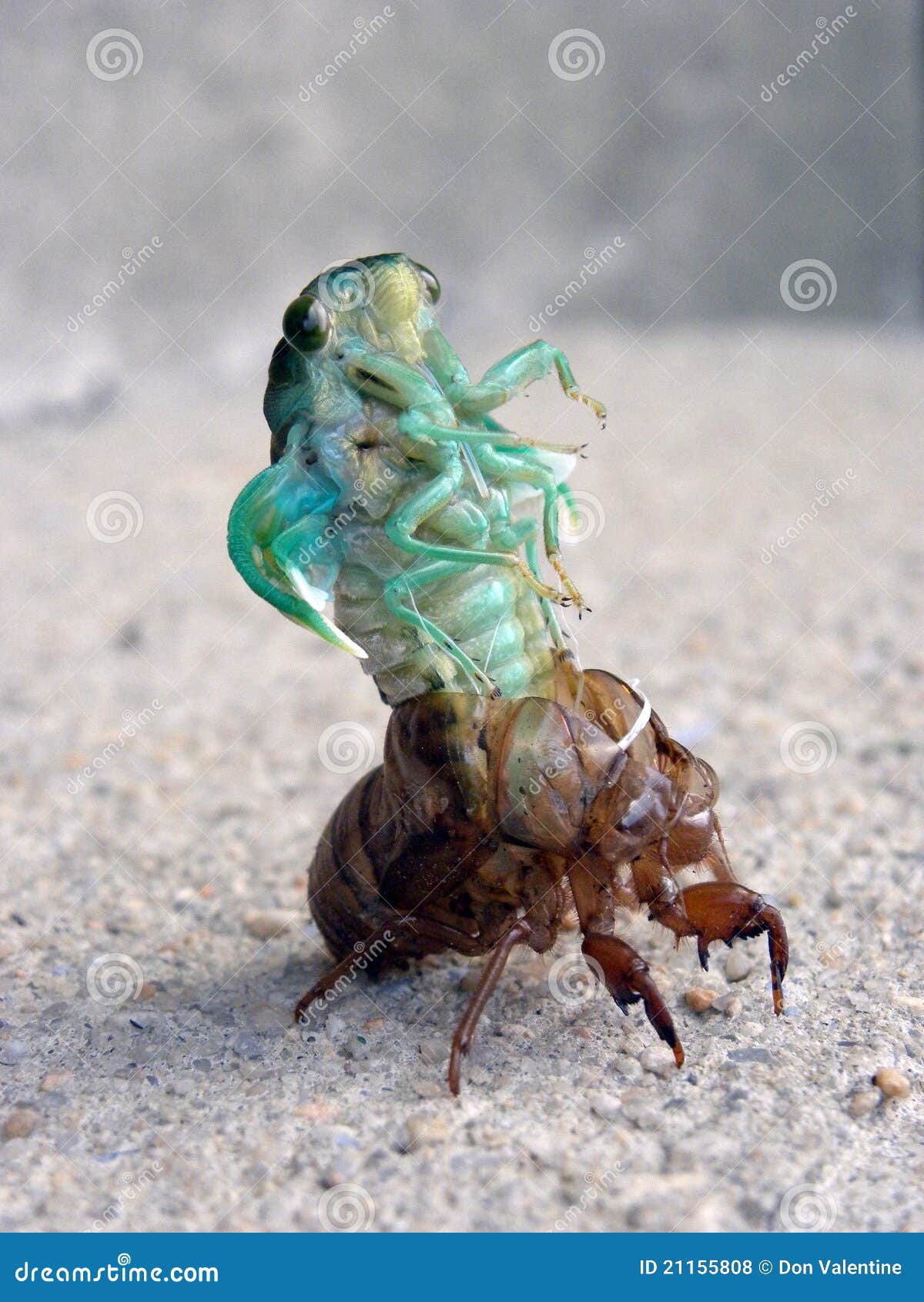 Cicada Locust Molting Closeup Stock Photo - Image of molting, cicada ...