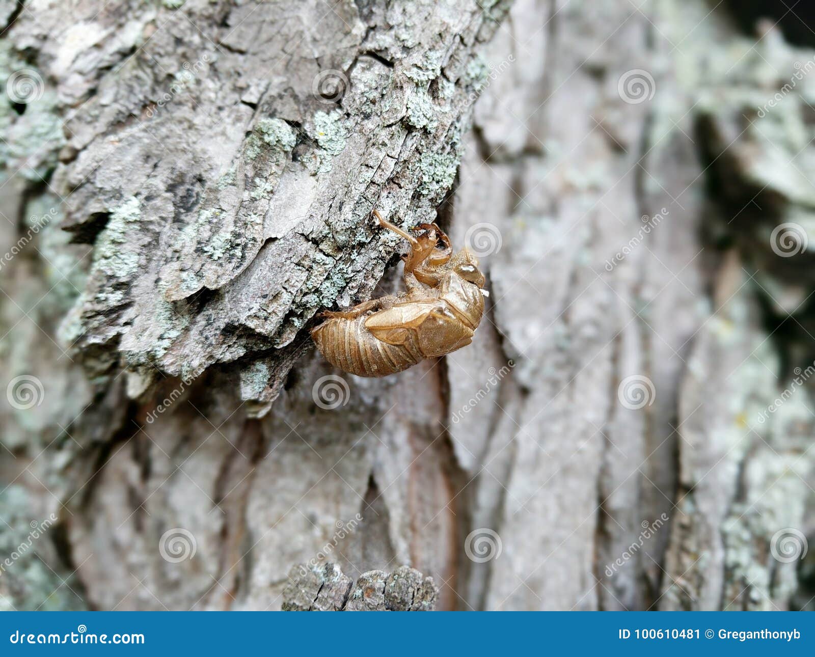 Cicada or locust shell stock image. Image of shell, maplw - 100610481
