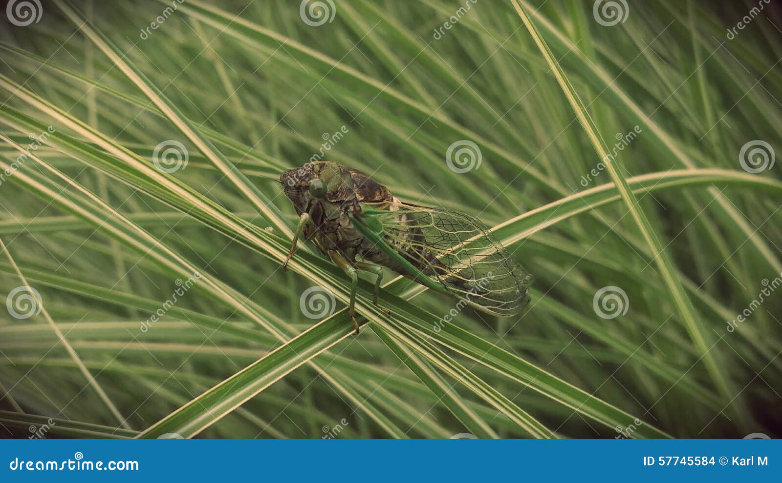 Cicada in long grass stock photo. Image of high, perched - 57745584