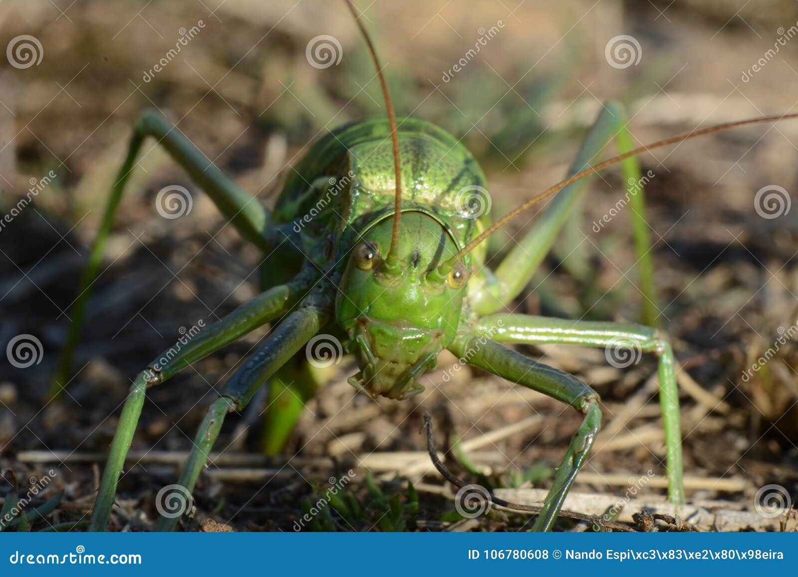 Cicada Looking at Us while Laying Eggs on the Ground Stock Photo ...