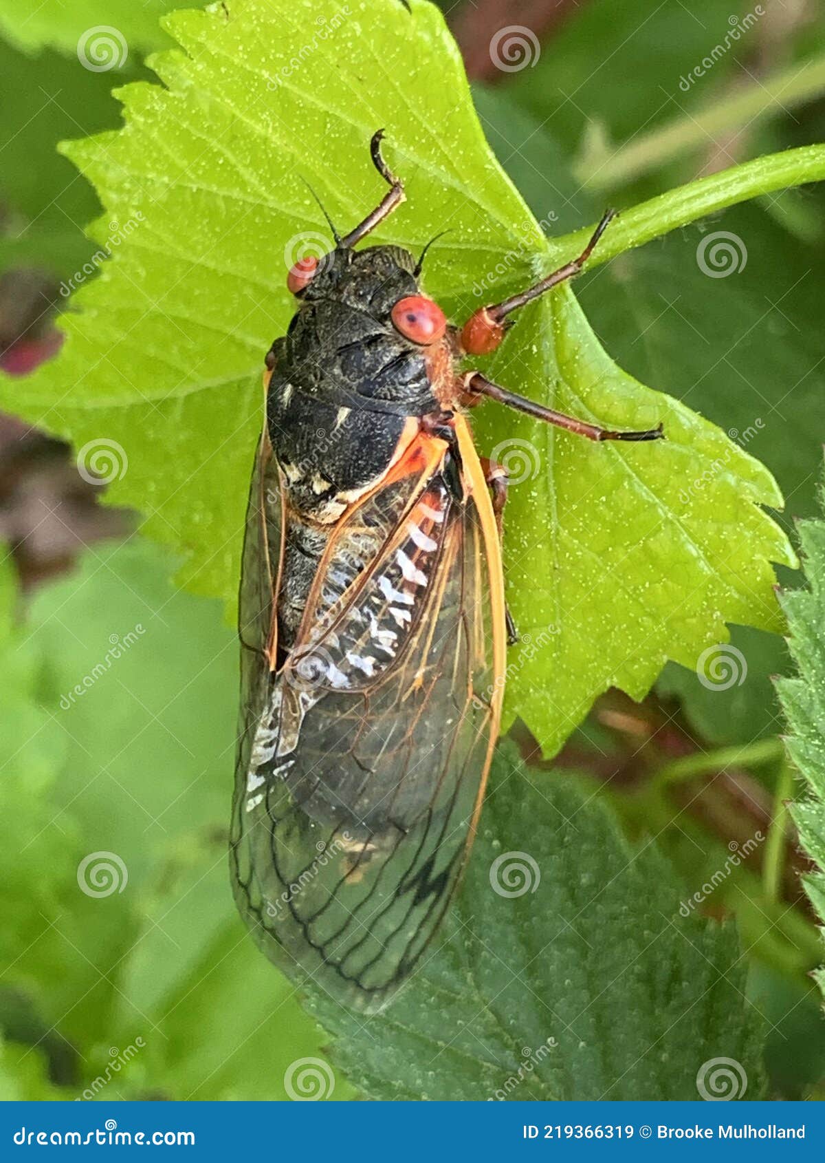 Cicada Lounging on Leaf stock image. Image of hatched - 219366319