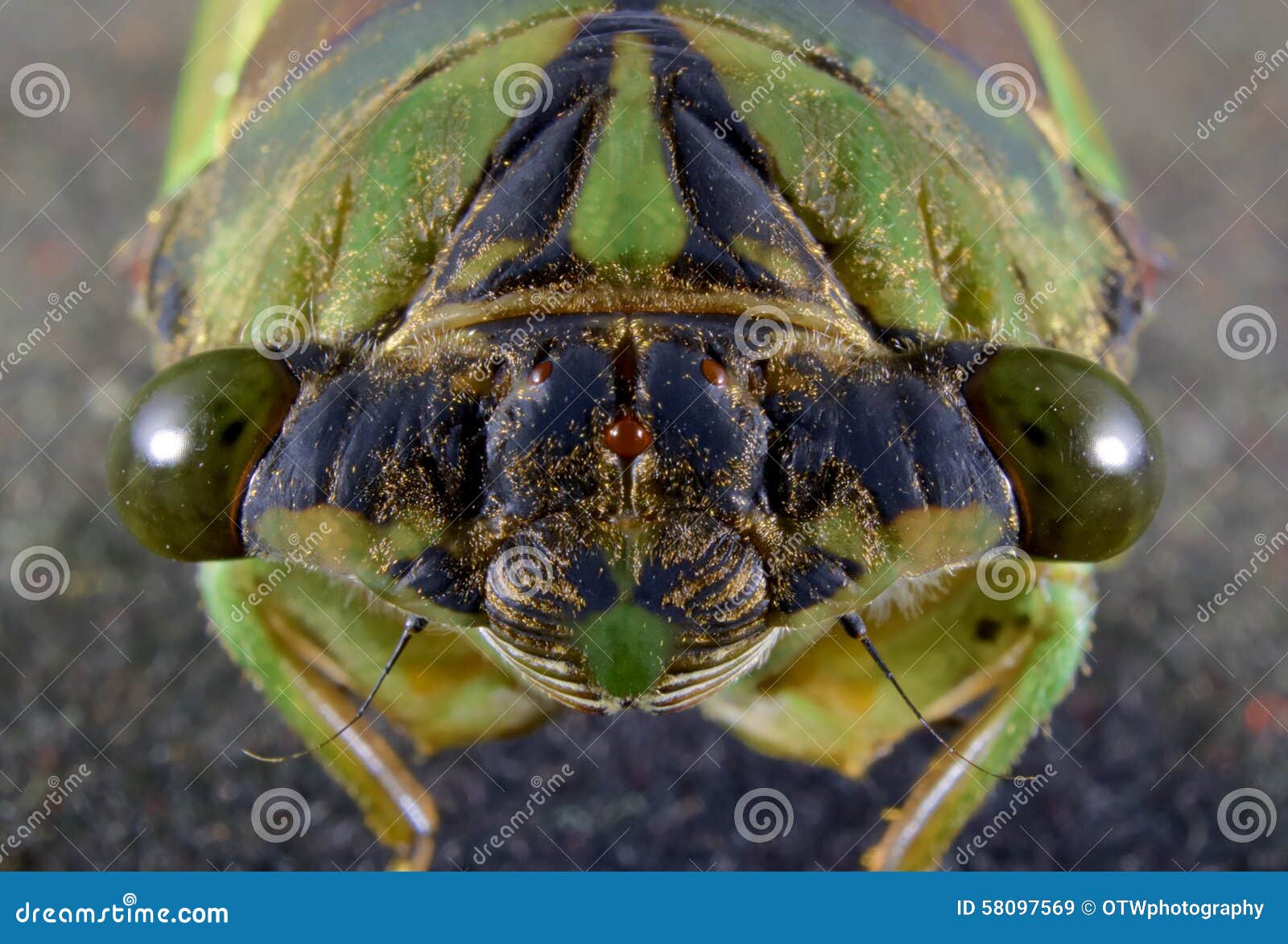 Cicada stock image. Image of eyes, antenna, green, insect - 58097569