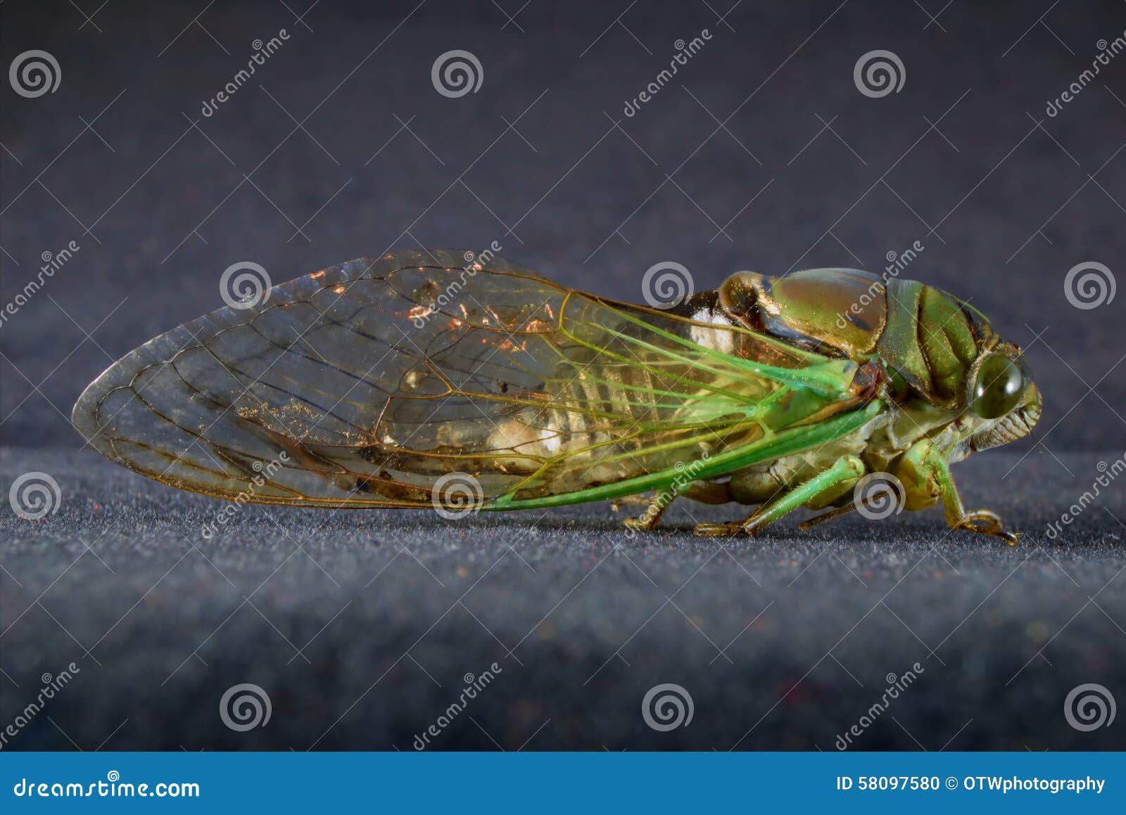 Cicada stock photo. Image of green, side, features, wing - 58097580