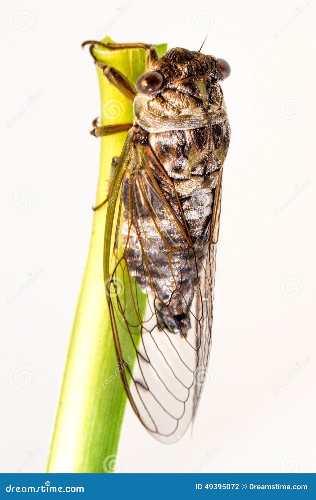Cicada stock photo. Image of macro, green, legs, cicada - 49395072