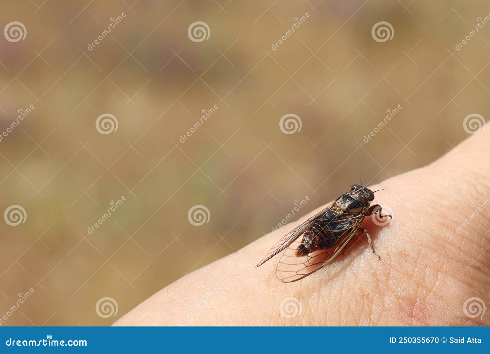 Cicada on a man hand stock photo. Image of leaf, beetle - 250355670