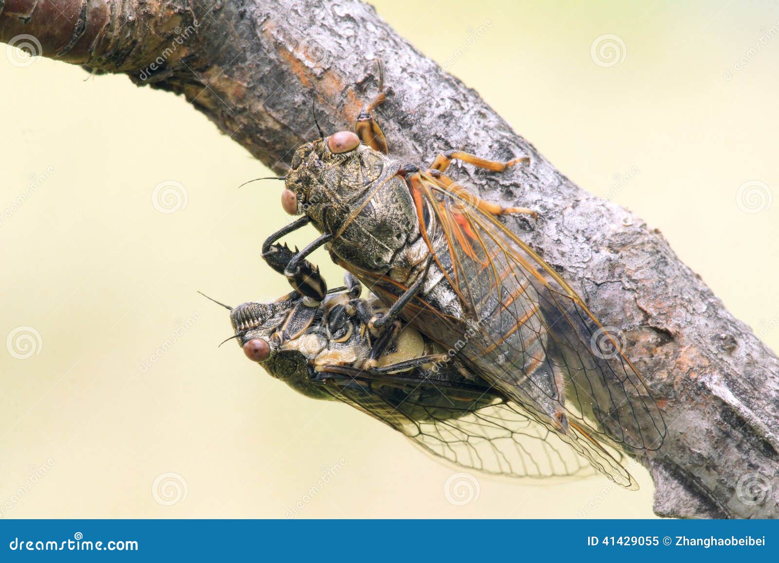 Cicada mating stock image. Image of animal, cicada, nature - 41429055