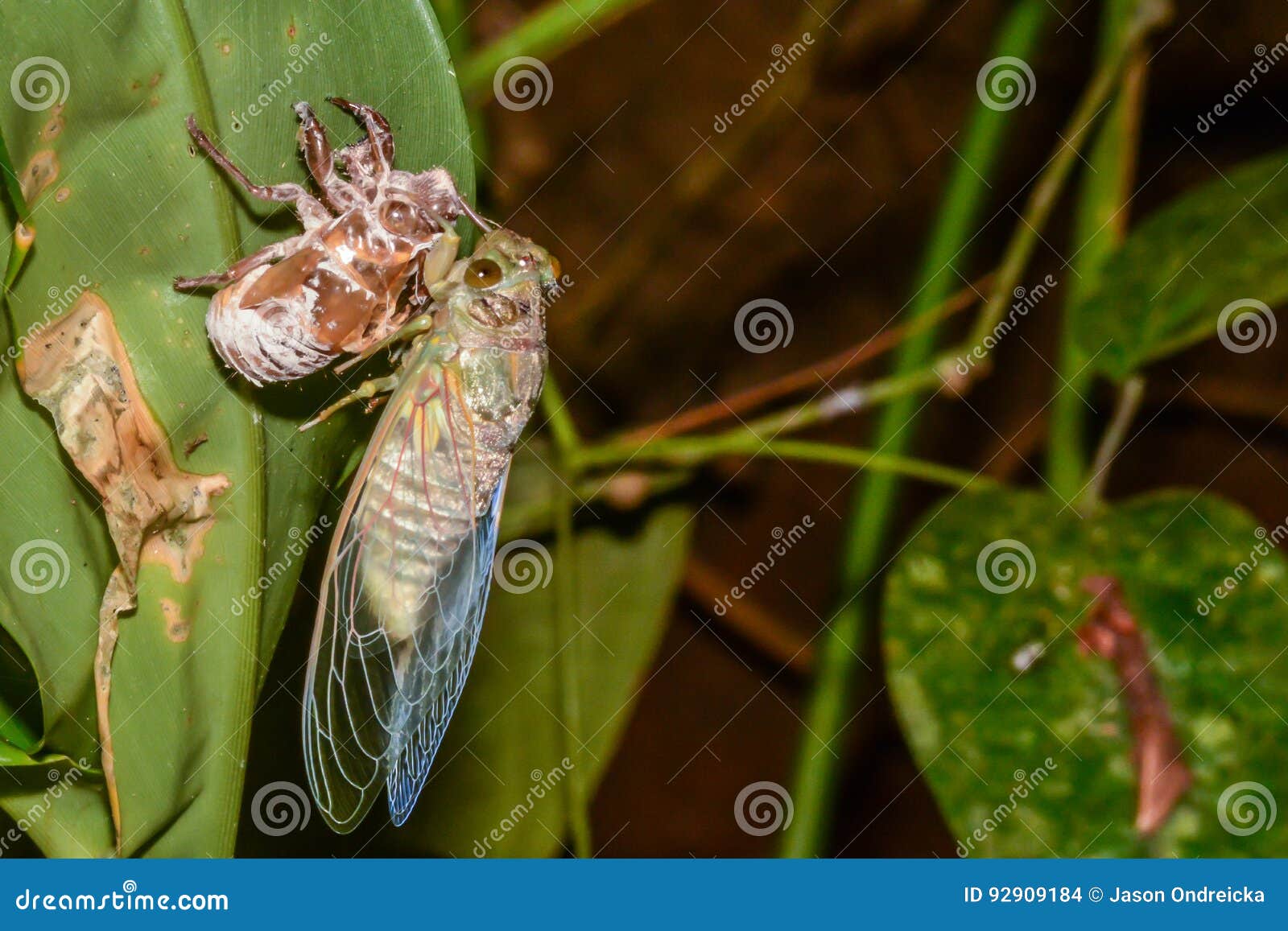 Cicada Metamorphosis stock photo. Image of incredible - 92909184