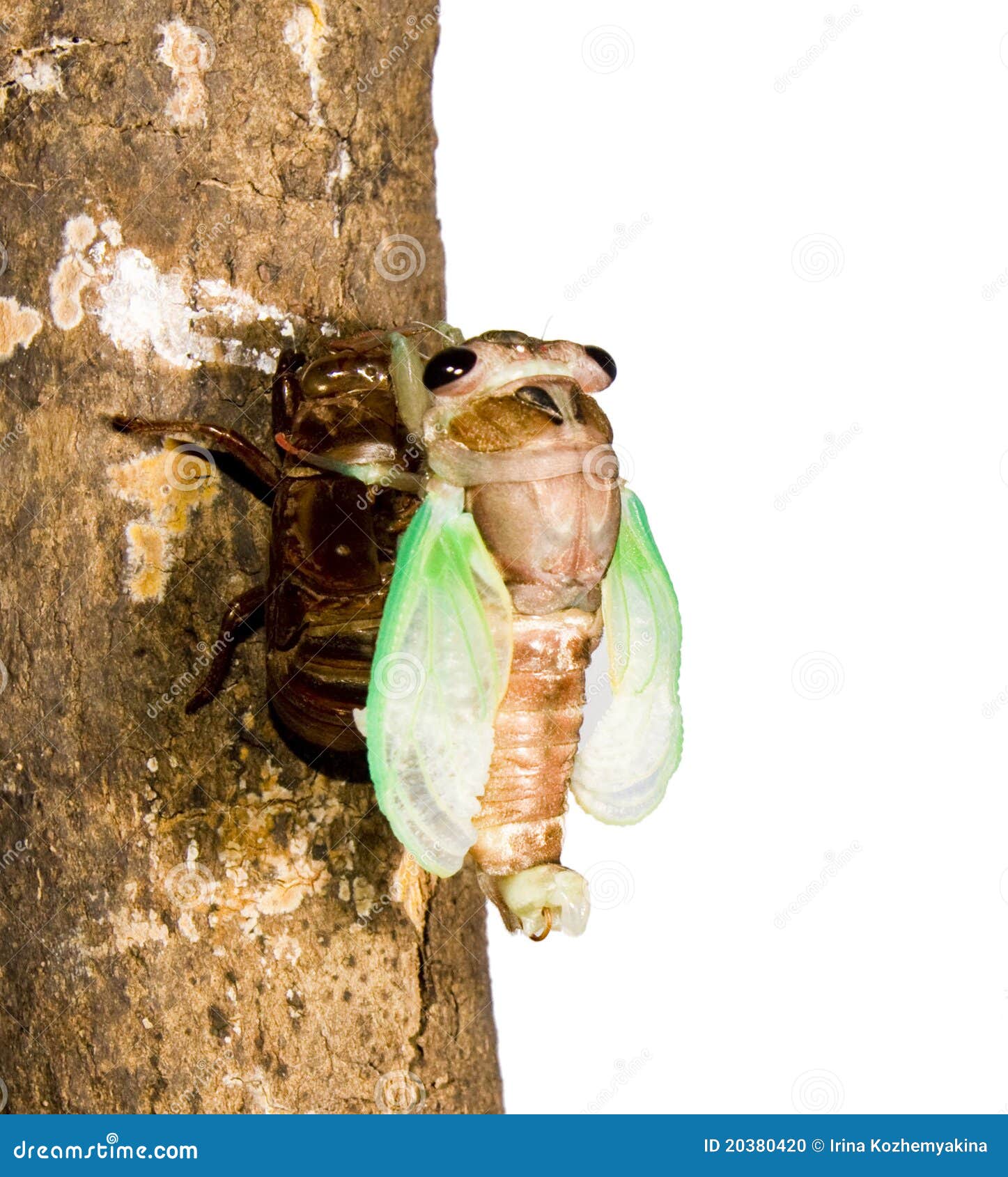 Cicada Metamorphosis. Last Molt - the Transfor Stock Photo - Image of ...