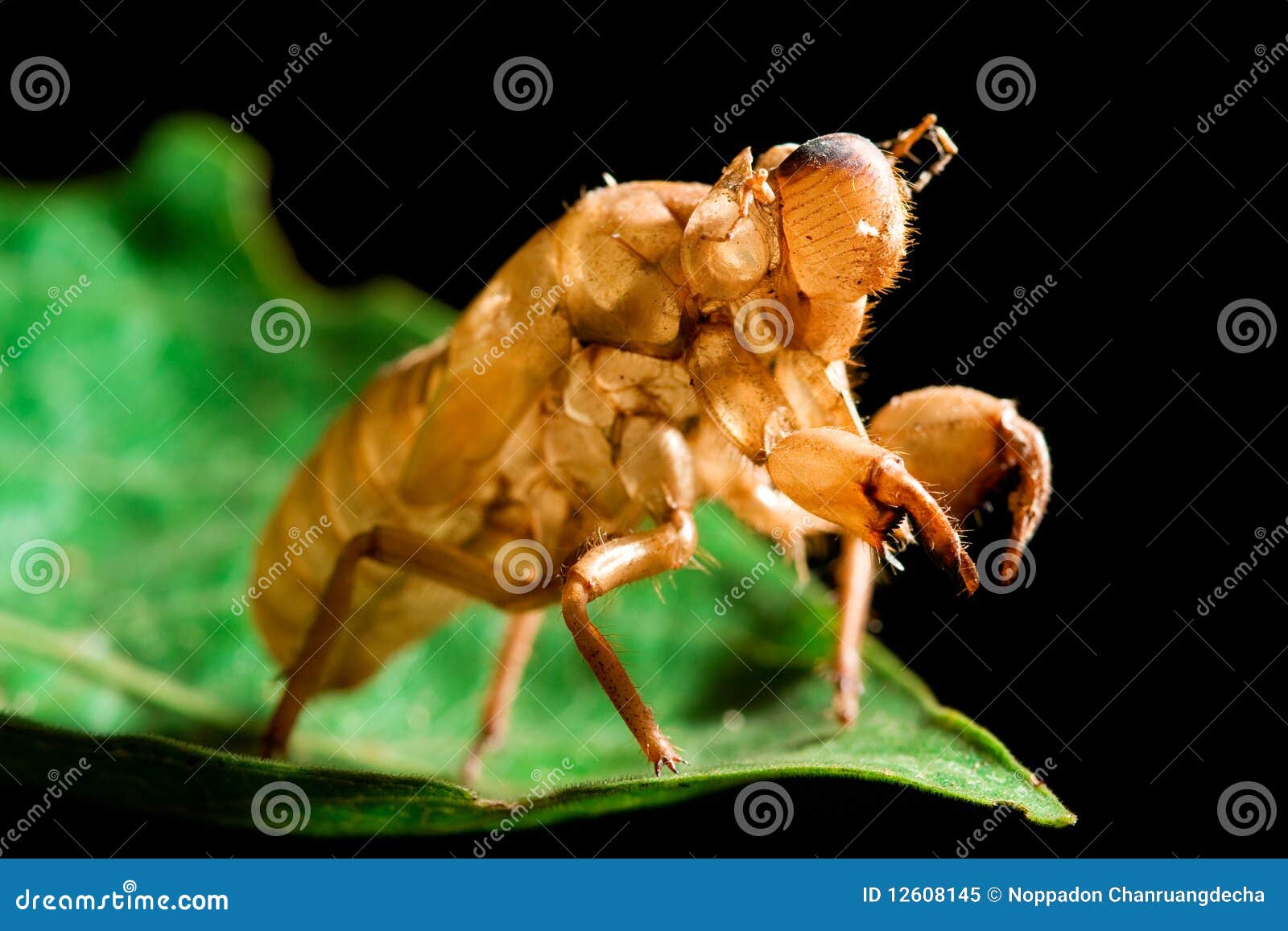 Cicada molt stock image. Image of natural, cicada, molt - 12608145